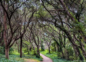 Silent Sunday: Interlaced – Pause… Breathe… and Click